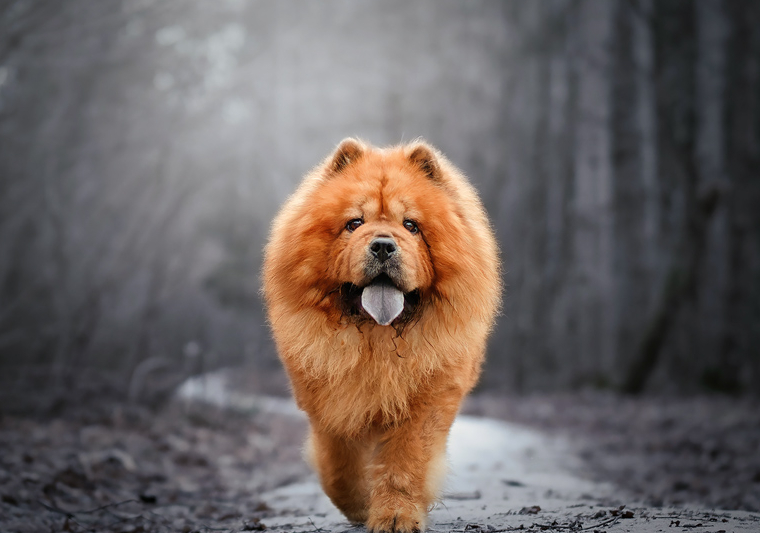 Догляд за цуценям чау-чау: поради та рекомендації - BarberPet